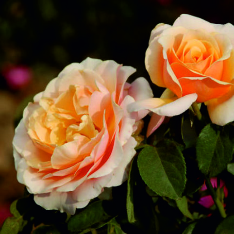 Роза Свит Леди (чг) - интернет-магазин СеДеК